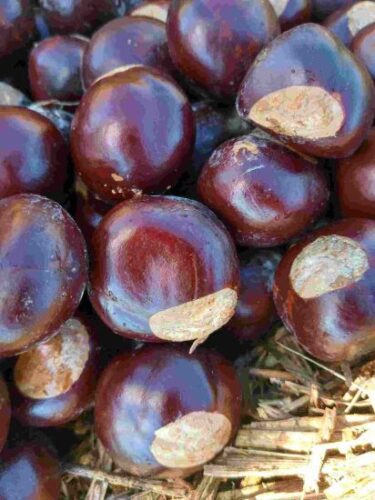 Bang for Your Buck(eye): Sprouting Tree Seeds – Mother Earth News